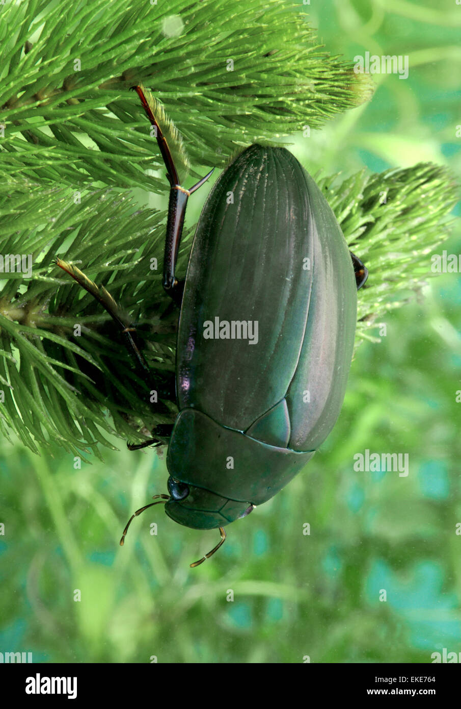 Silver Water Beetle - Hydrophilus piceus Stock Photo - Alamy