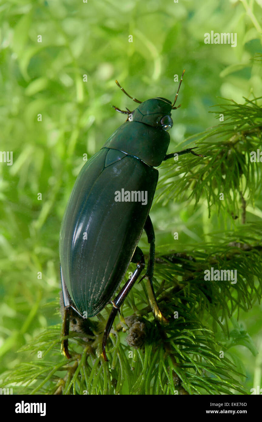 Silver Water Beetle - Hydrophilus piceus Stock Photo - Alamy
