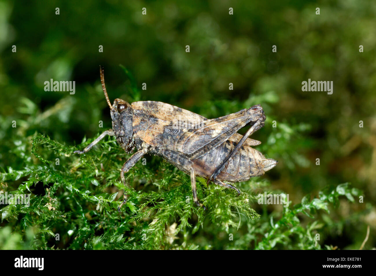 Common Groundhopper - Tetrix undulata Stock Photo - Alamy