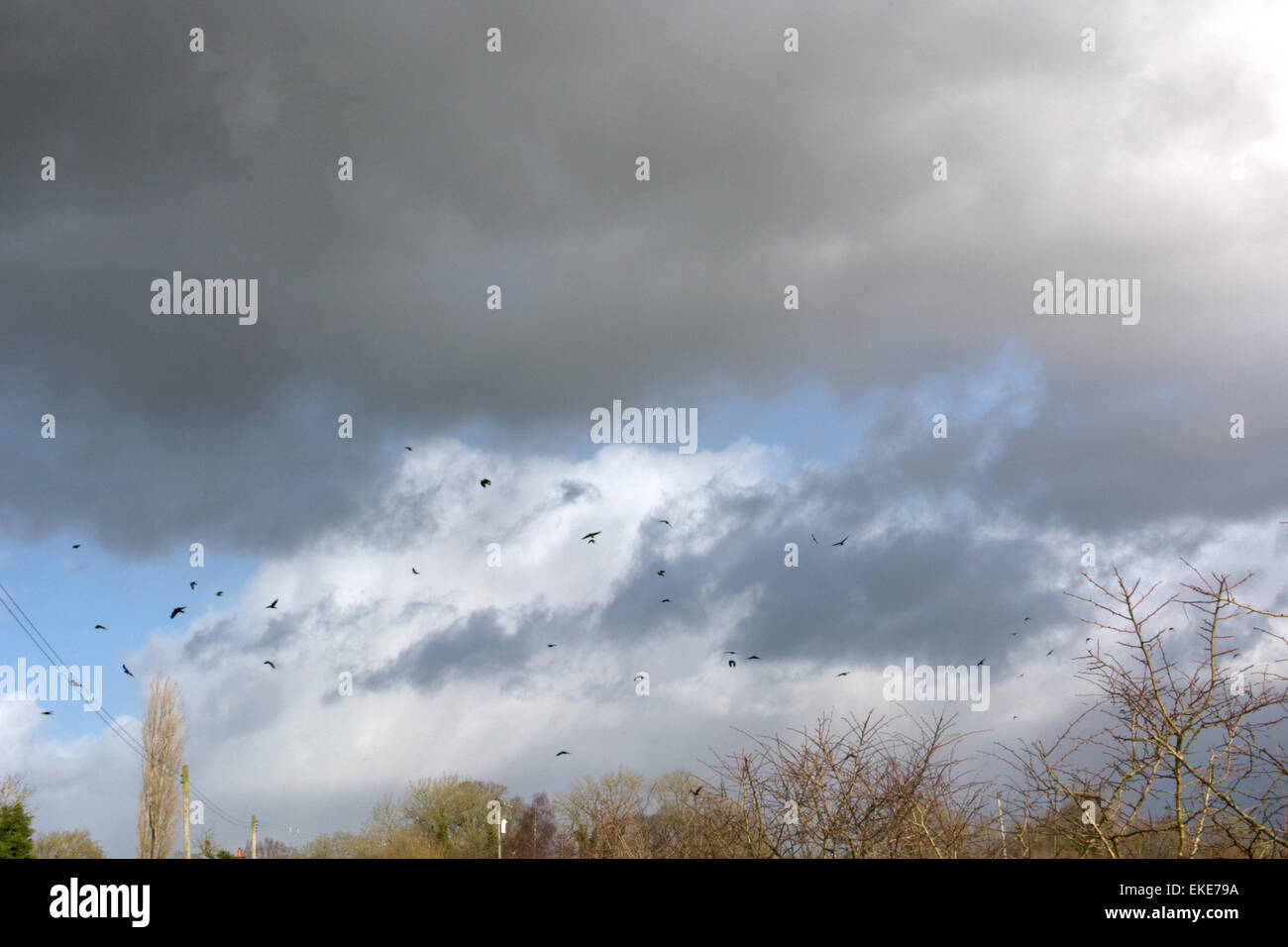 Birds flying over fields Stock Photo - Alamy