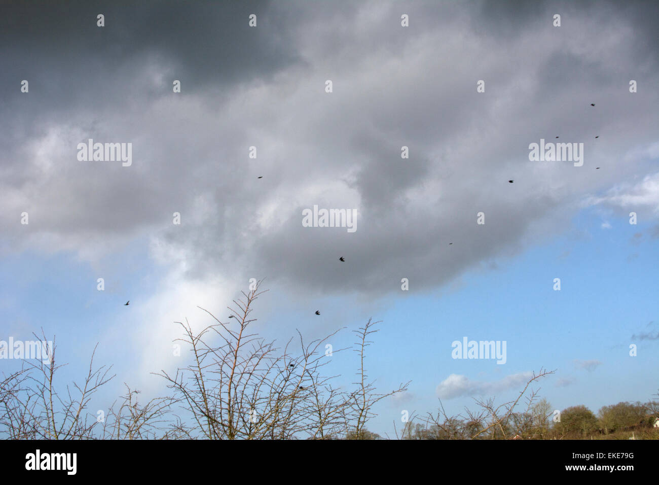 Birds flying over fields Stock Photo - Alamy