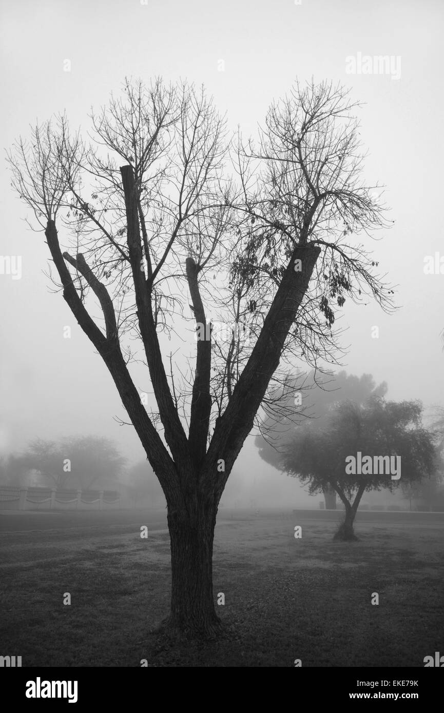 Tree in early morning hi-res stock photography and images - Alamy