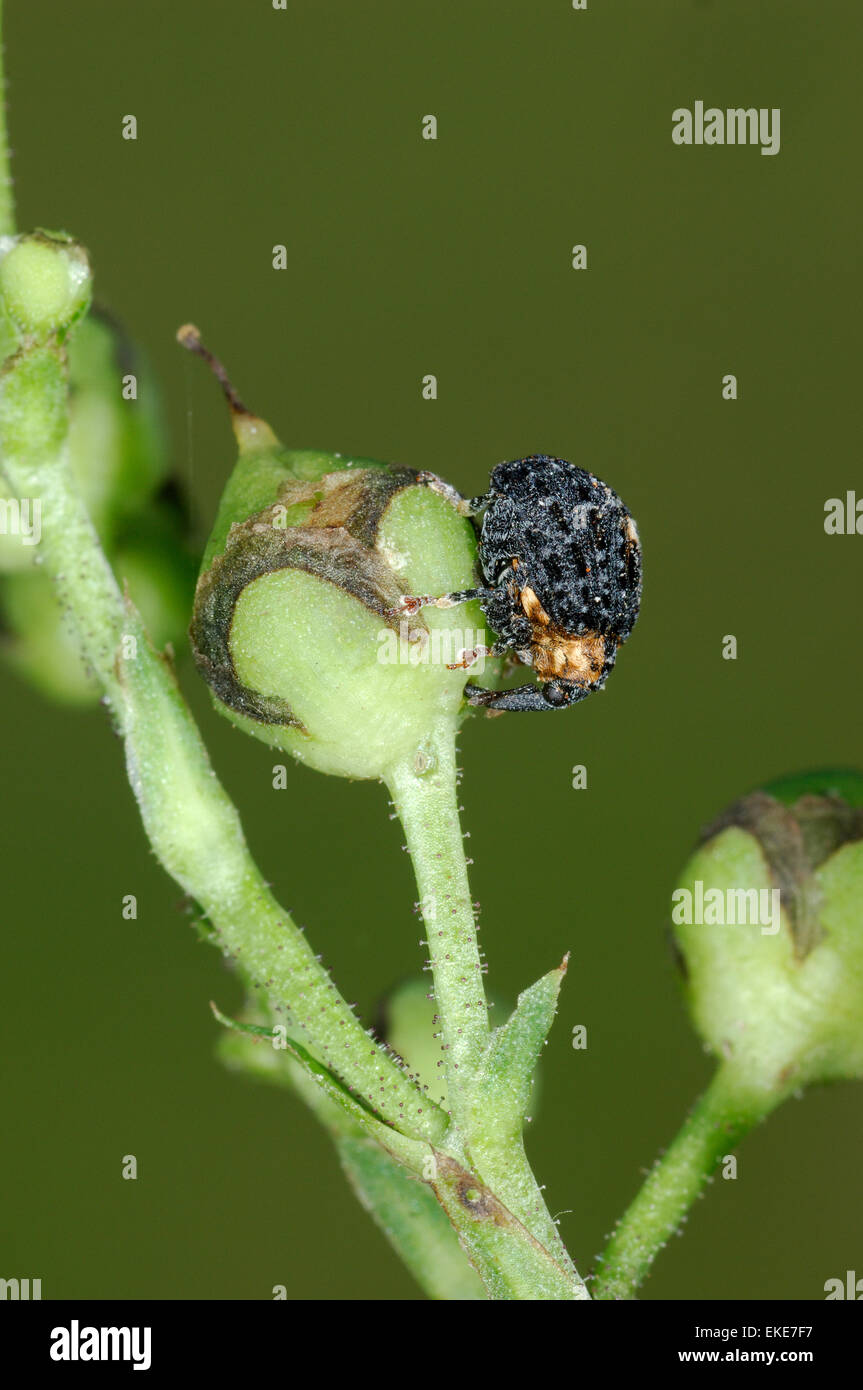 Weevil insect hi-res stock photography and images - Alamy