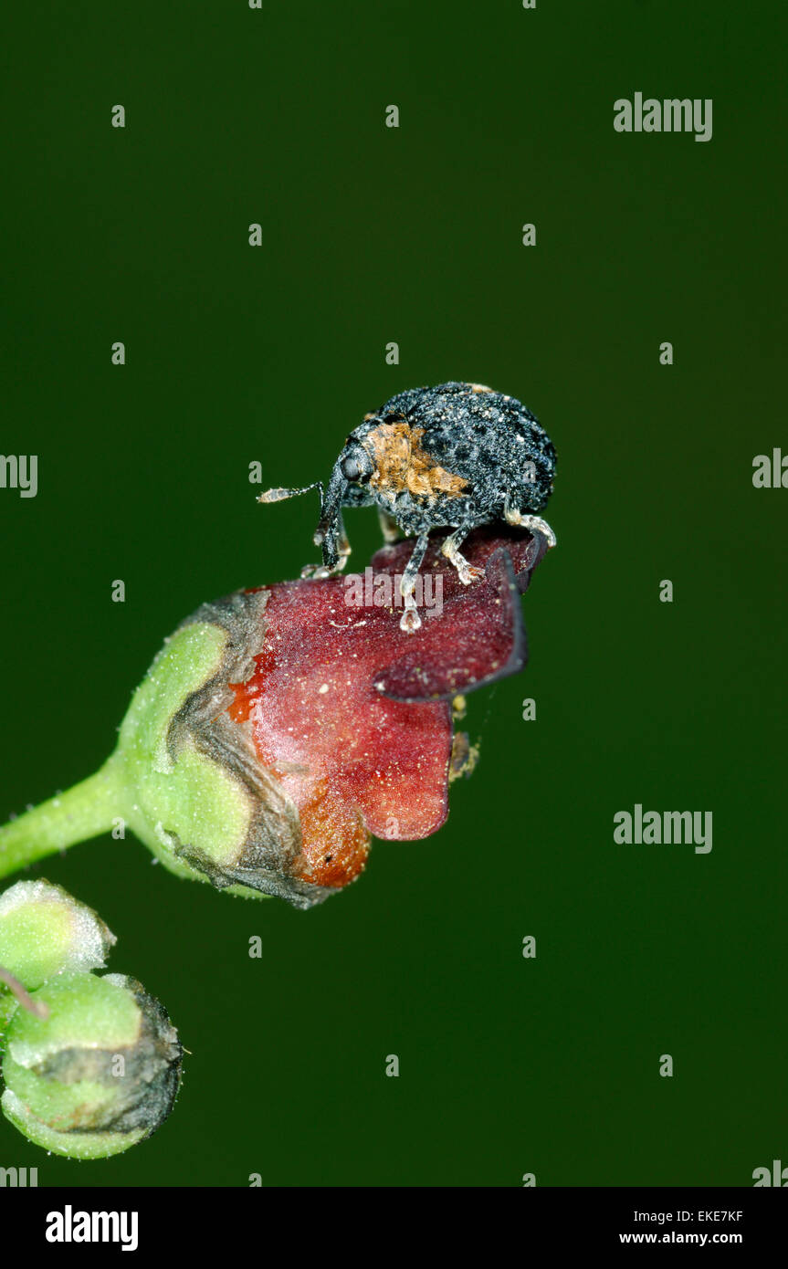 Figwort hi-res stock photography and images - Alamy