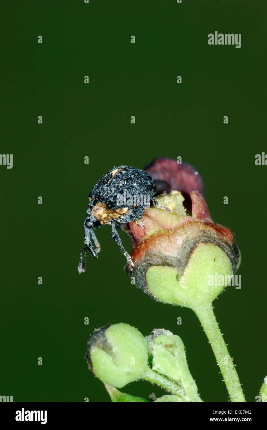 Figwort hi-res stock photography and images - Alamy