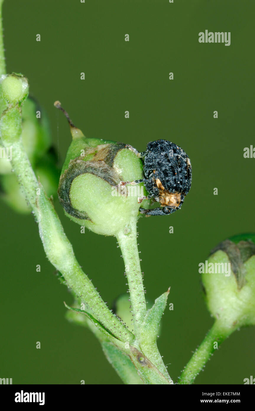 Weevil insect hi-res stock photography and images - Alamy