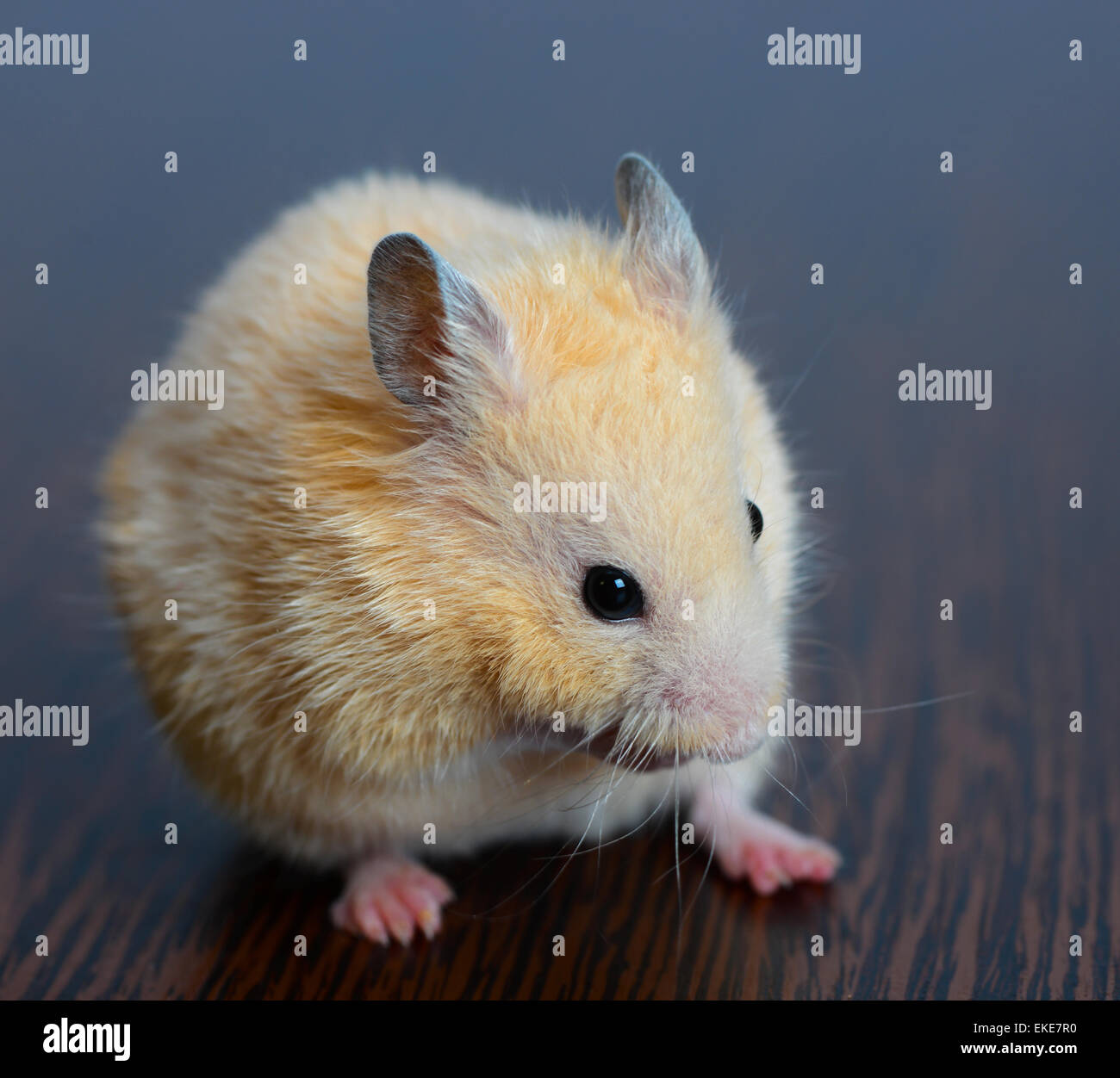 Beige hamster hi-res stock photography and images - Alamy