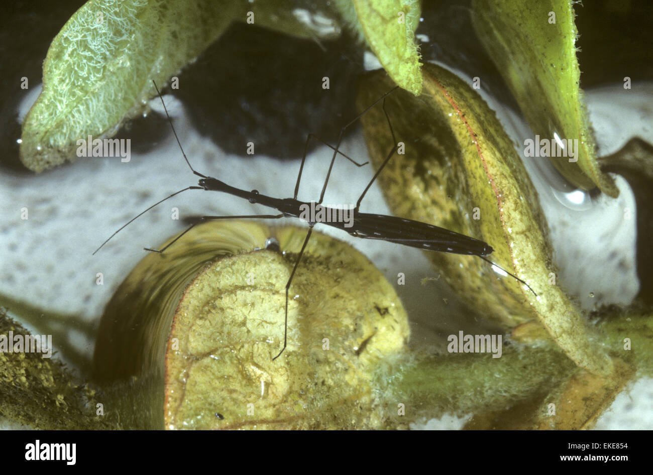 Water insects hi-res stock photography and images - Alamy