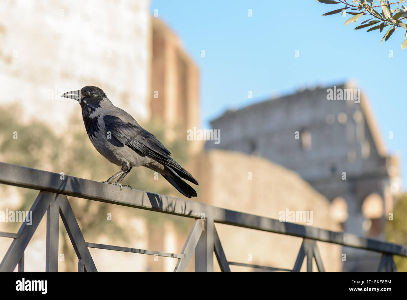 Crow in the italian capital city Rome Stock Photo - Alamy