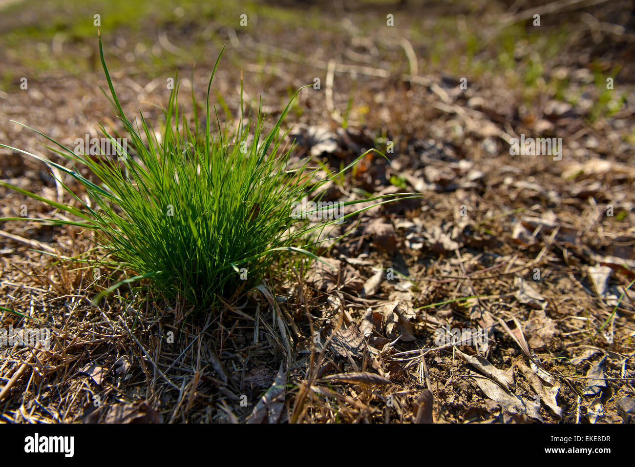 Tuft of grass in the autumn Stock Photo - Alamy