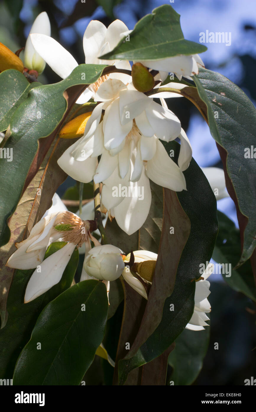 Michelia hi-res stock photography and images - Alamy