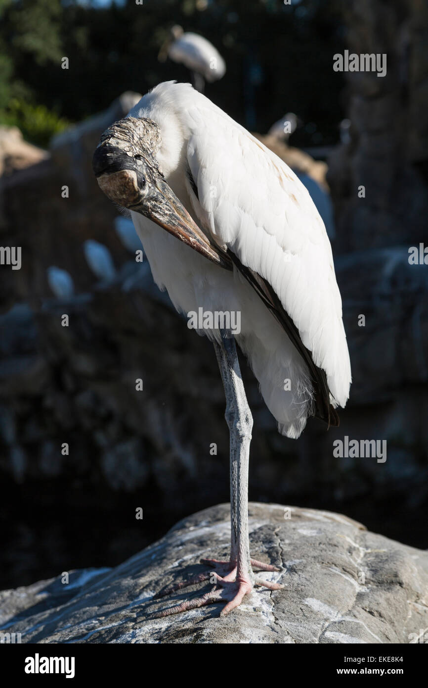 Marabou stork on the rock, Leptoptilos crumeniferus, Florida Stock ...
