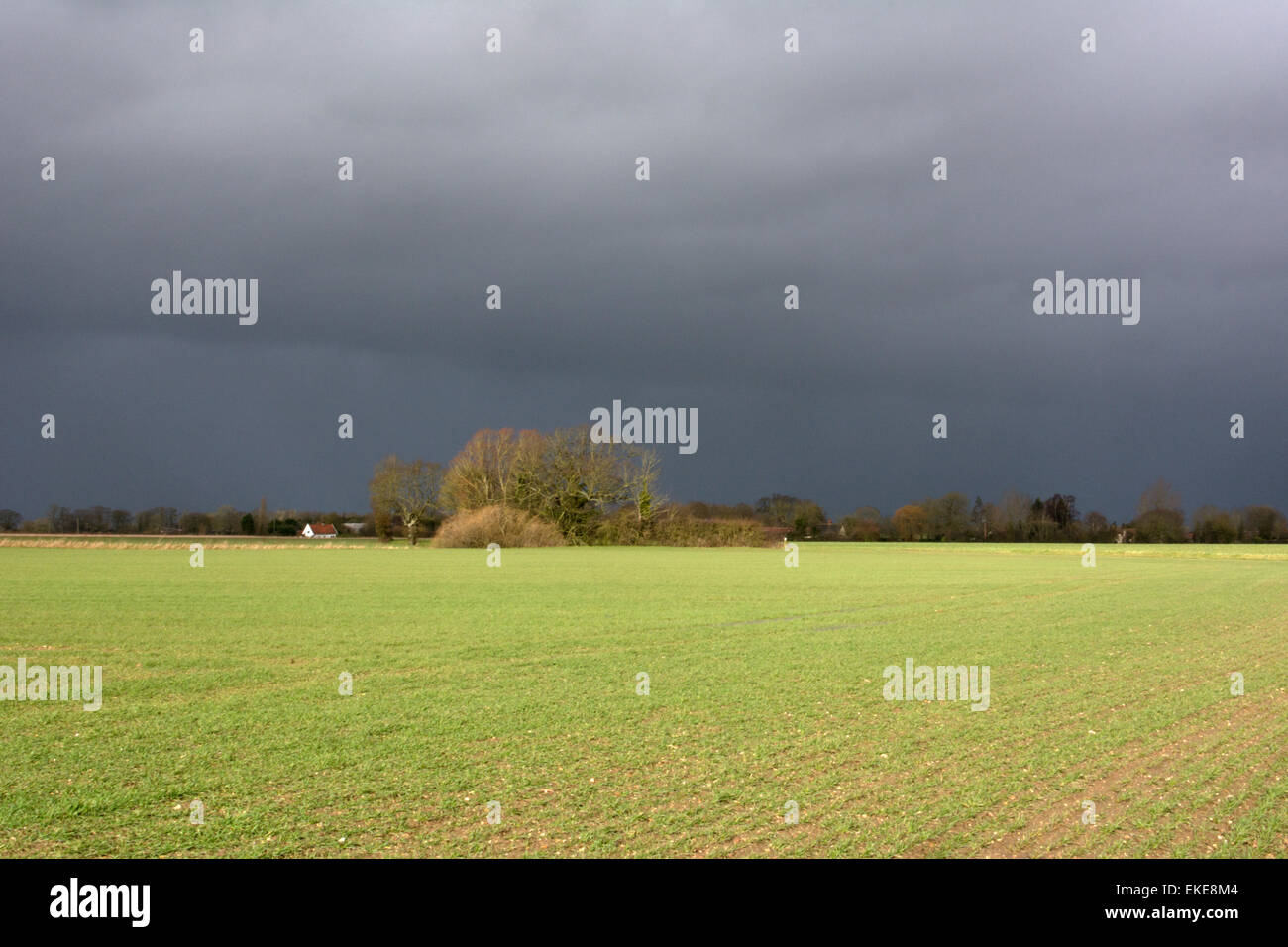 Flat field in Norfolk, England Stock Photo - Alamy