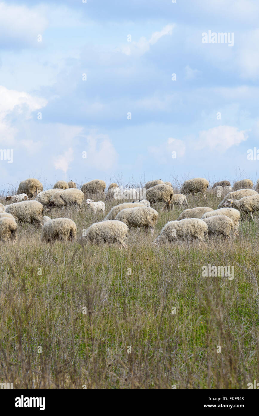 Sheep grass rome hi-res stock photography and images - Alamy
