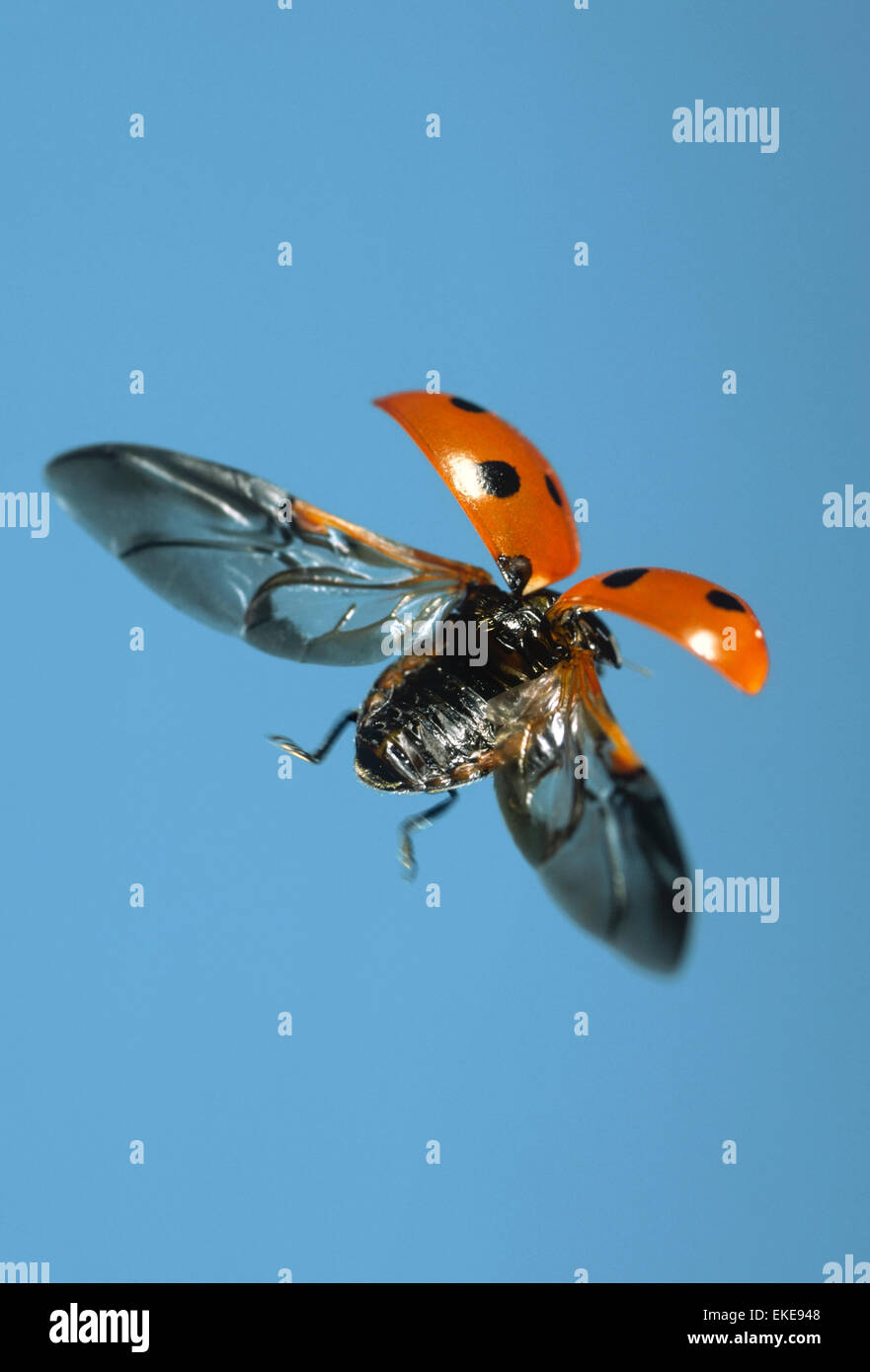 Ladybird insect flight flying hi-res stock photography and images - Alamy