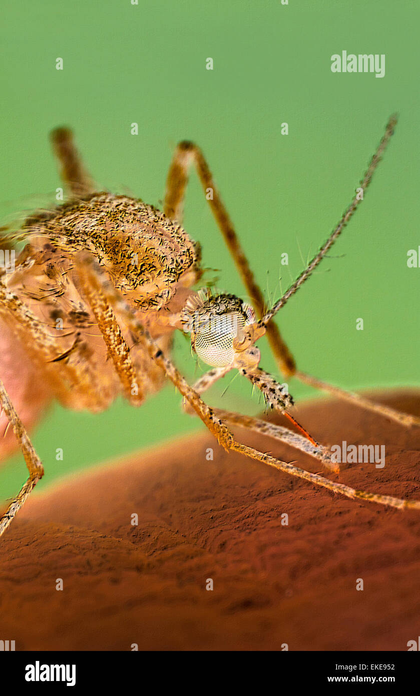 Anopheles Mosquito Sucking Blood from Human - (EM Style Stock Photo - Alamy