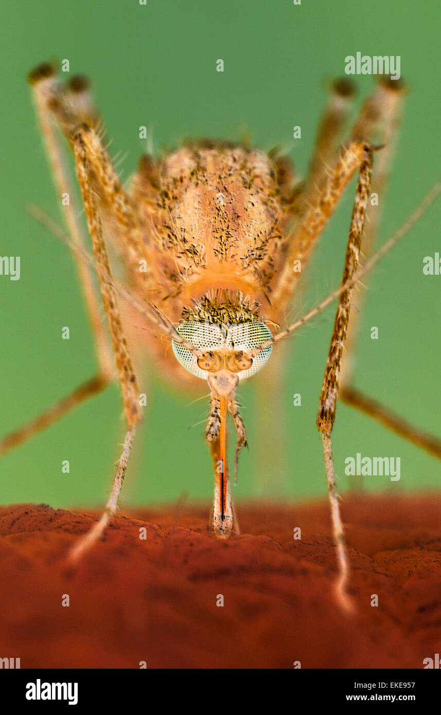 Anopheles Mosquito Sucking Blood from Human - (EM Style Stock Photo - Alamy