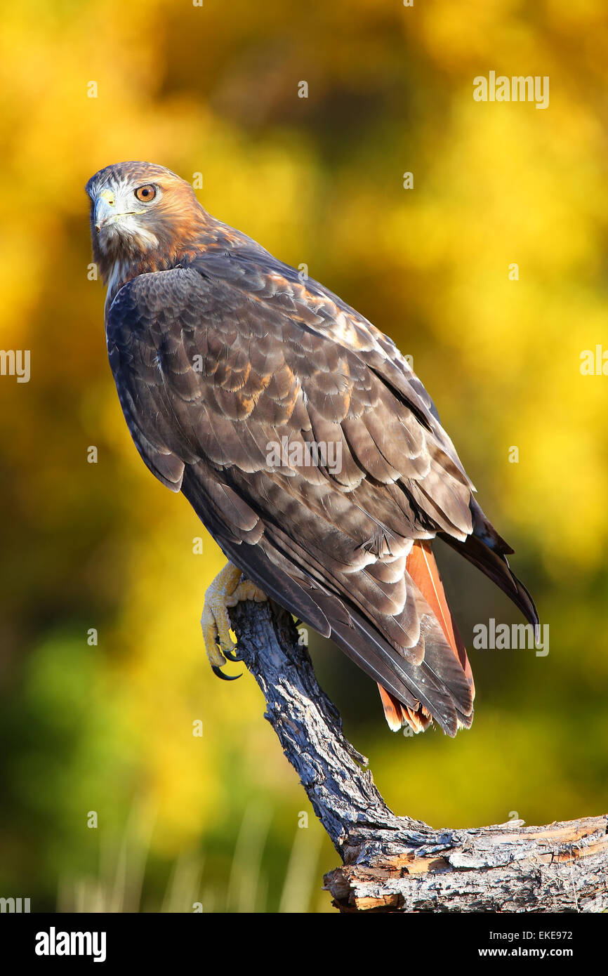 Red tailed hawk sitting hi-res stock photography and images - Alamy