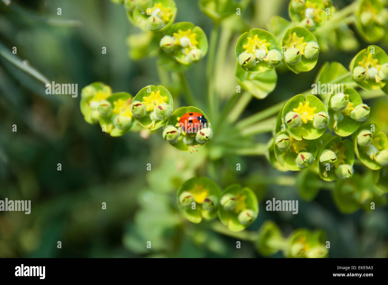 Ladybird on flower leaf hi-res stock photography and images - Alamy