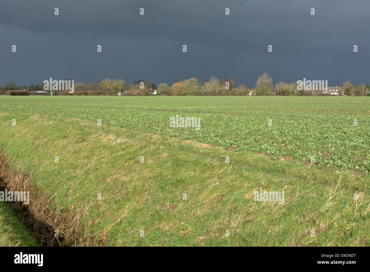Flat field in Norfolk Stock Photo - Alamy