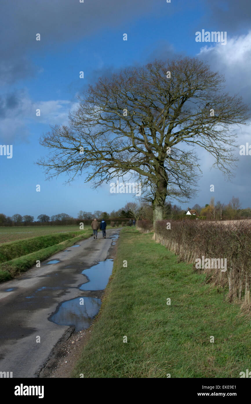 Ramblers in a country lane in Norfolk, England Stock Photo - Alamy