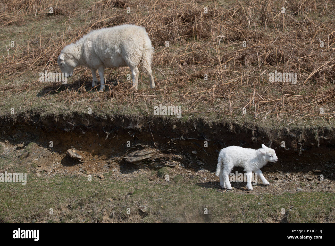 Newborn lamb and mother on the hills near Llyn Brianne Stock Photo - Alamy