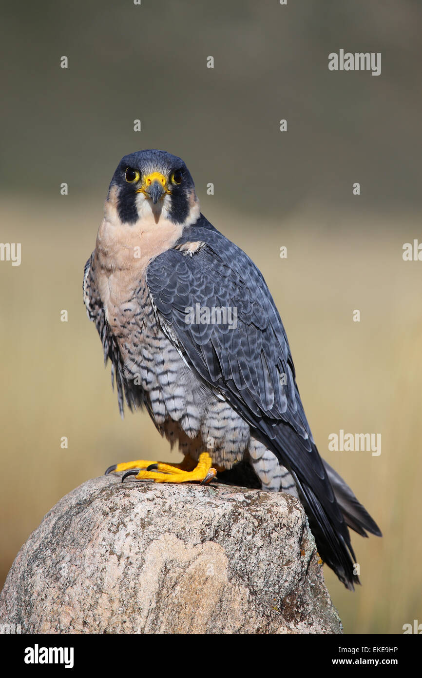Peregrine falcon (Falcon peregrinus) sitting on a rock Stock Photo - Alamy