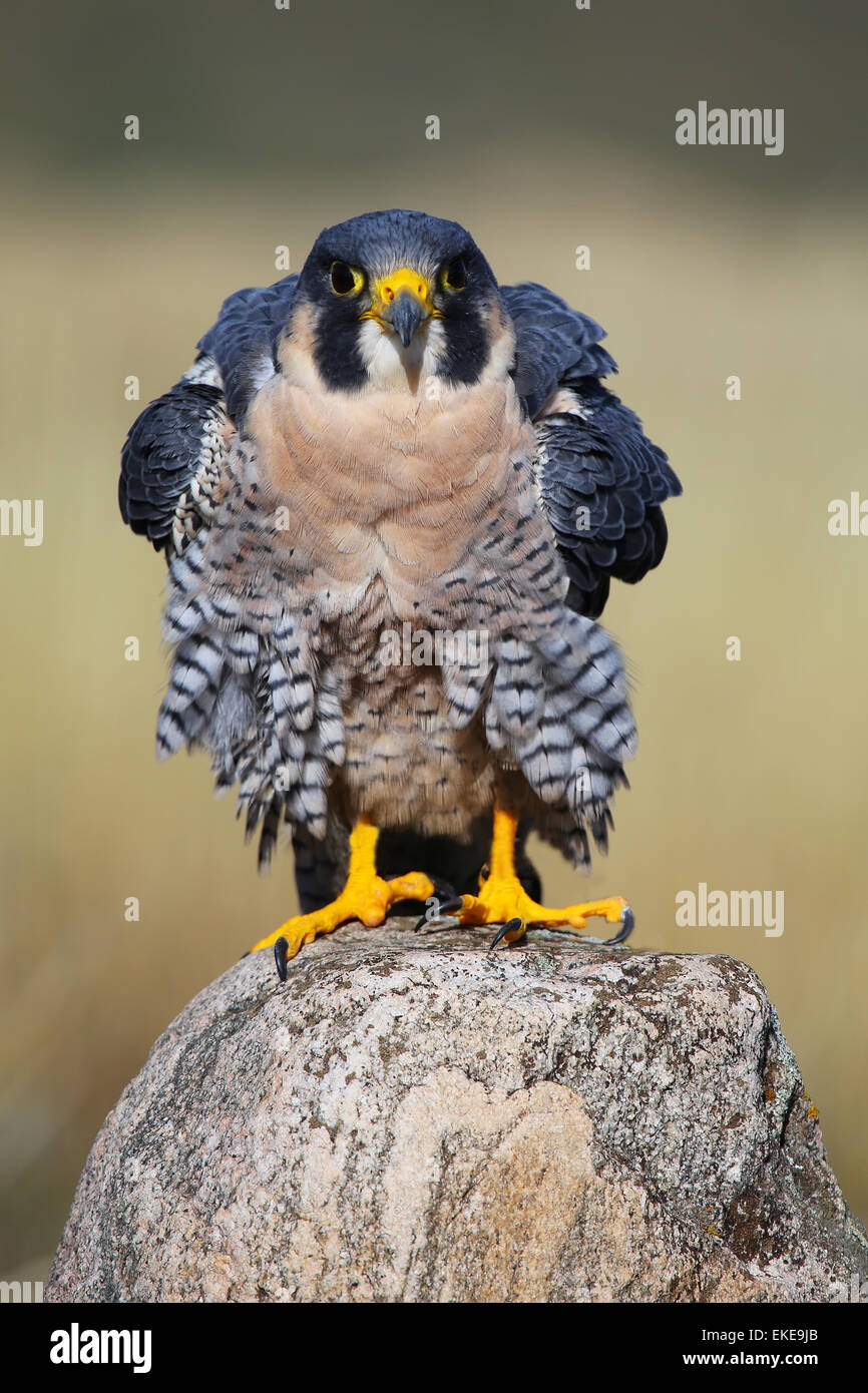 Peregrine falcon (Falcon peregrinus) sitting on a rock Stock Photo - Alamy