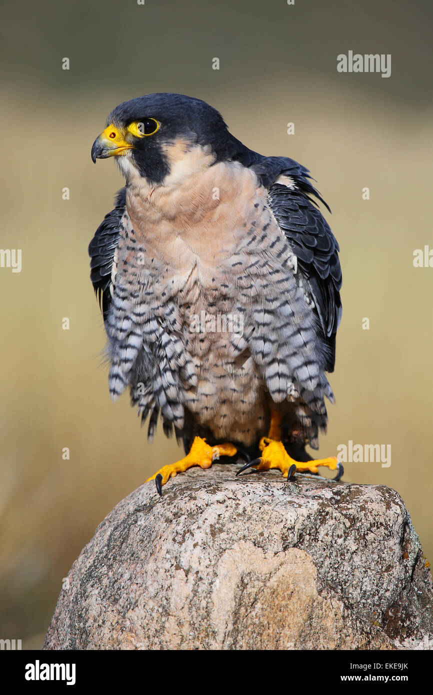 Peregrine falcon (Falcon peregrinus) sitting on a rock Stock Photo - Alamy