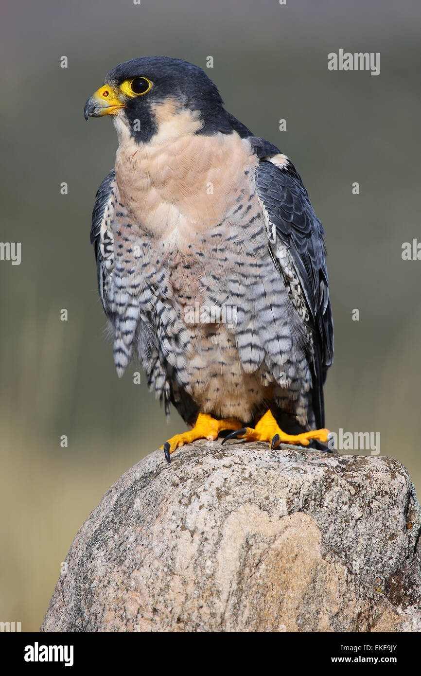 Peregrine falcon (Falcon peregrinus) sitting on a rock Stock Photo - Alamy