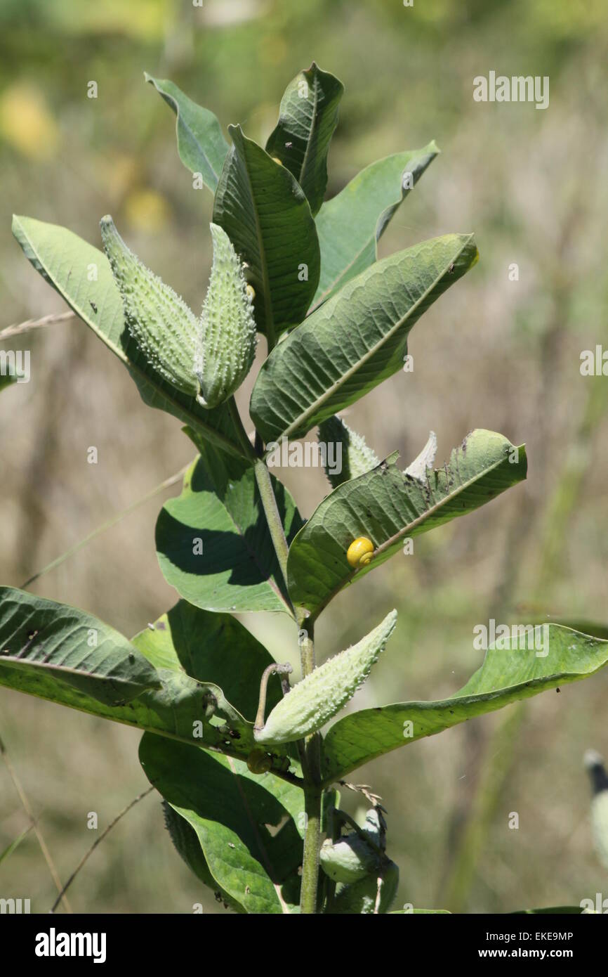 Snails, on the leaves of a milkweed plant Stock Photo - Alamy