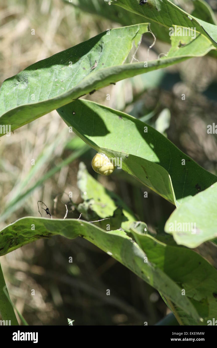 Common Milkweed plant with a snail feeding on a leaf Stock Photo - Alamy
