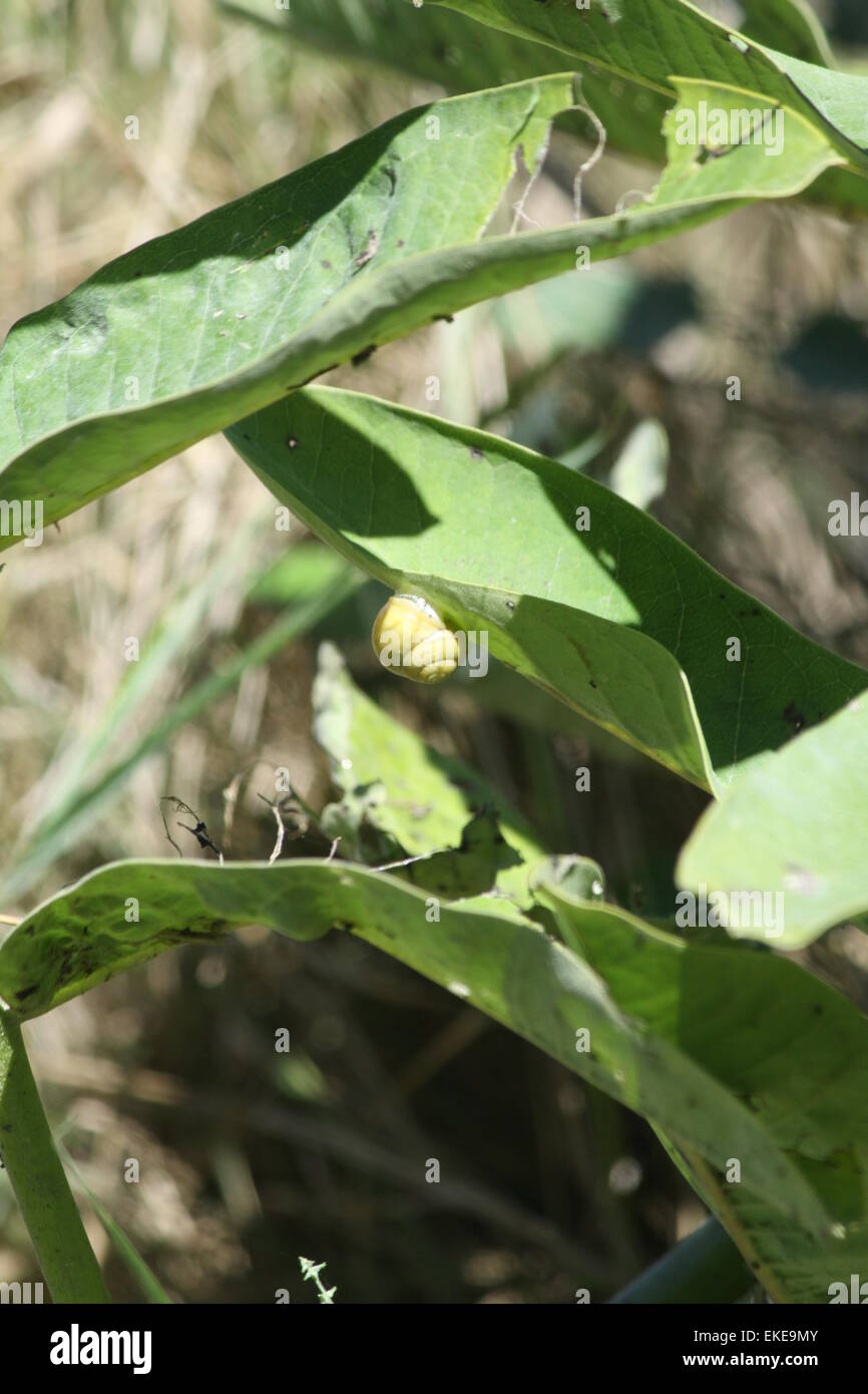 Snails, on the leaves of a milkweed plant Stock Photo - Alamy