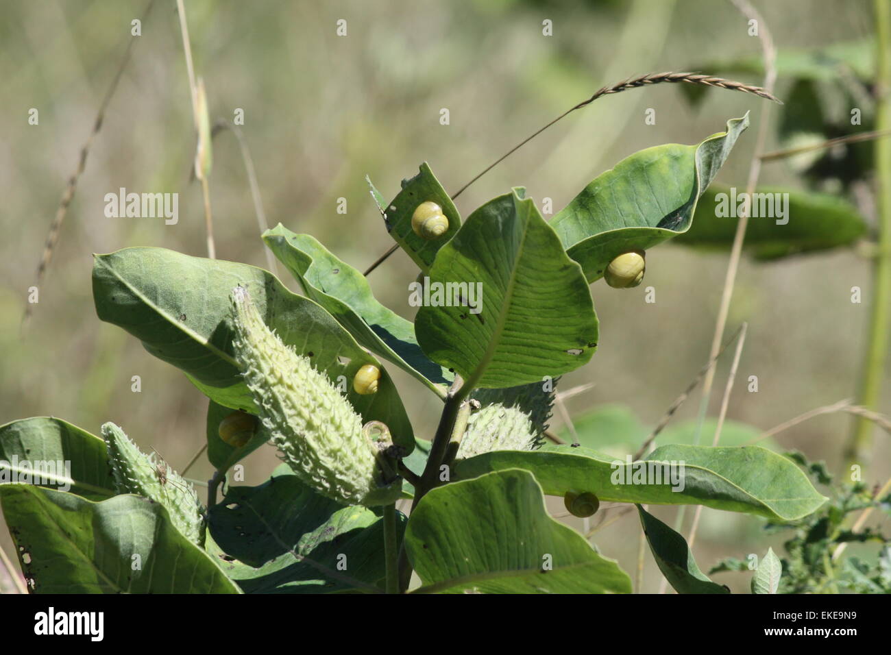 Snails, on the leaves of a milkweed plant Stock Photo - Alamy