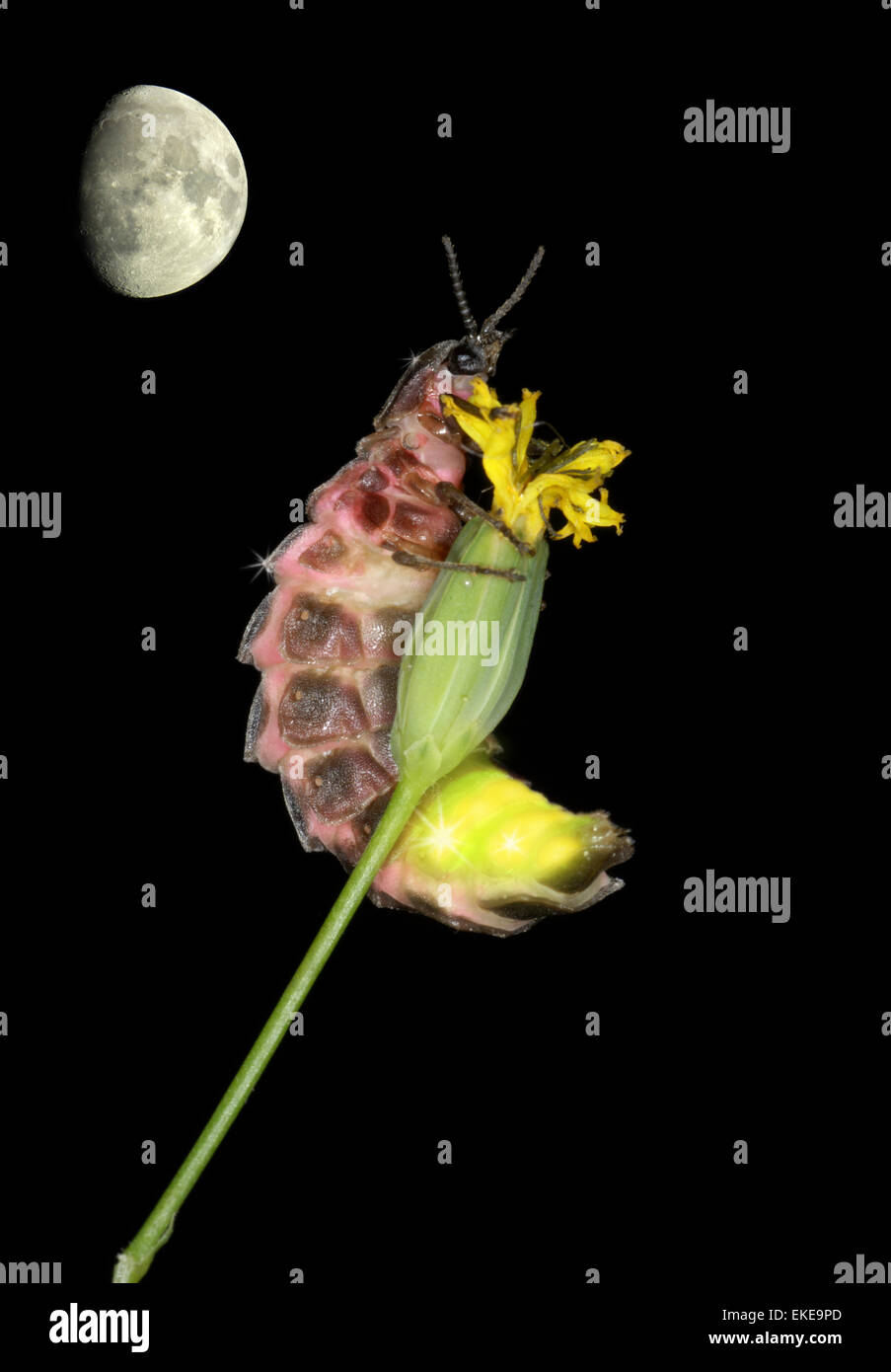 Glow-worm - Lampyris noctiluca Stock Photo - Alamy