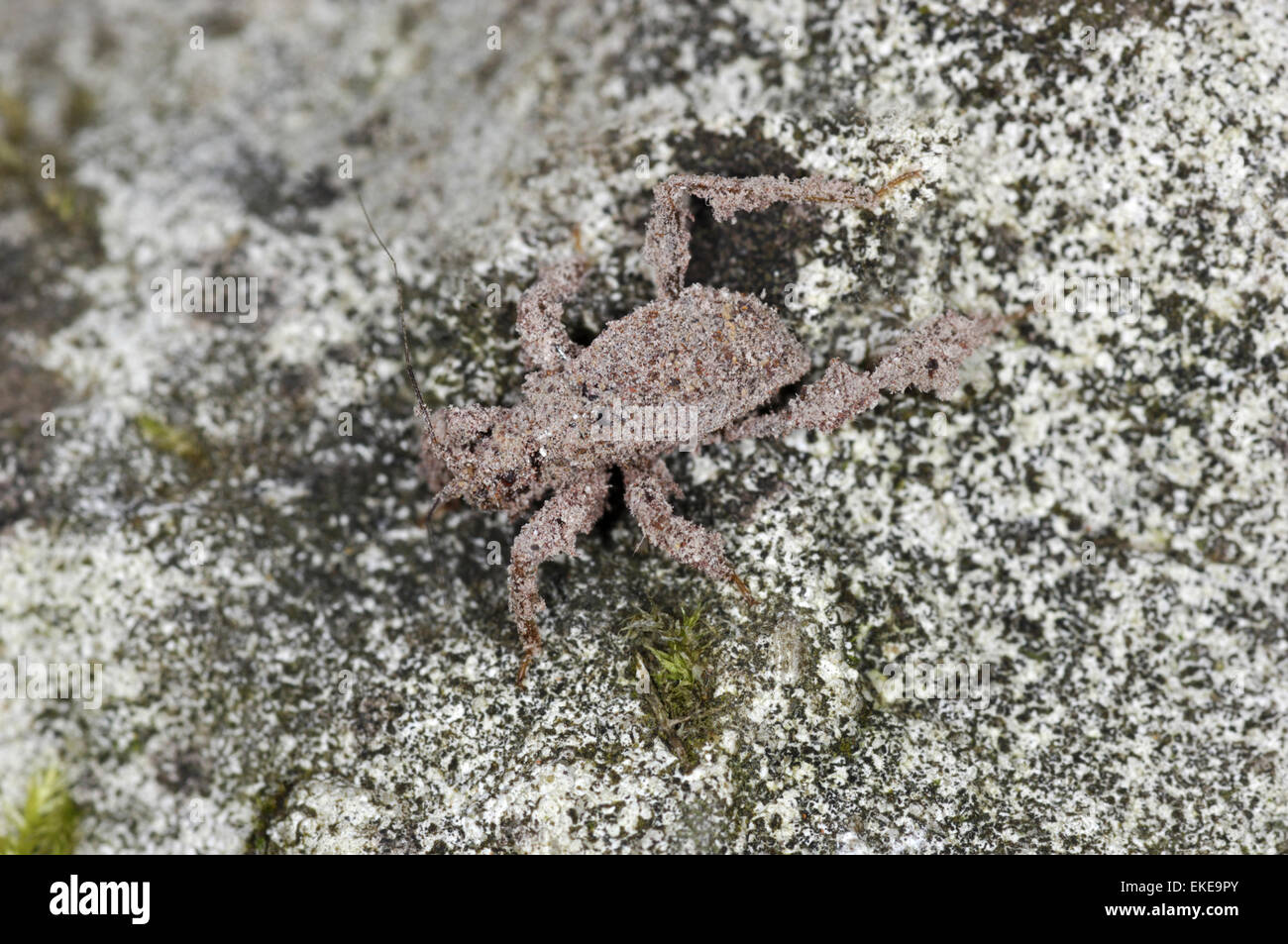 Flybug Nymph - Reduvius personatus Stock Photo - Alamy