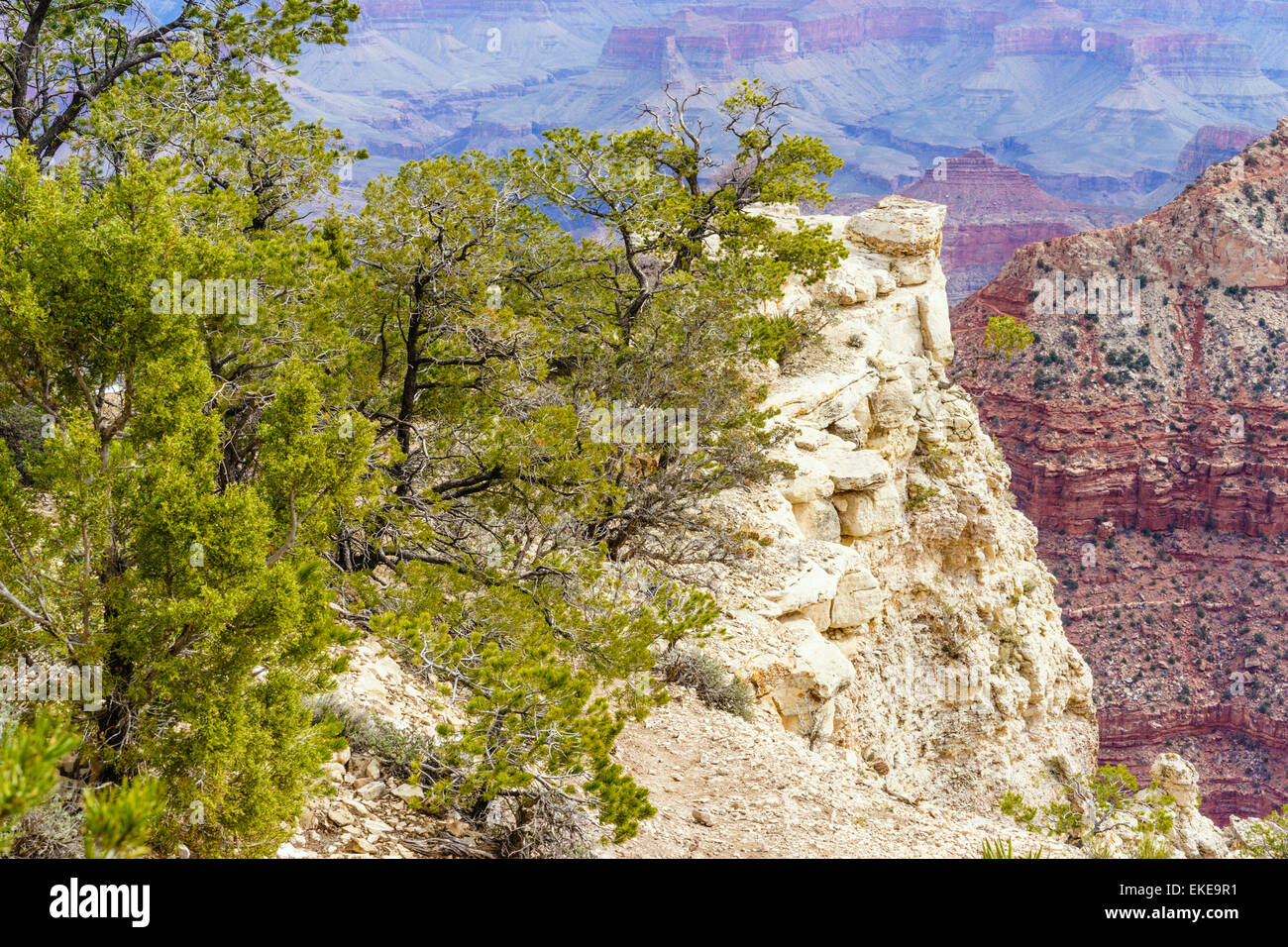 Grand Canyon greenery Stock Photo - Alamy