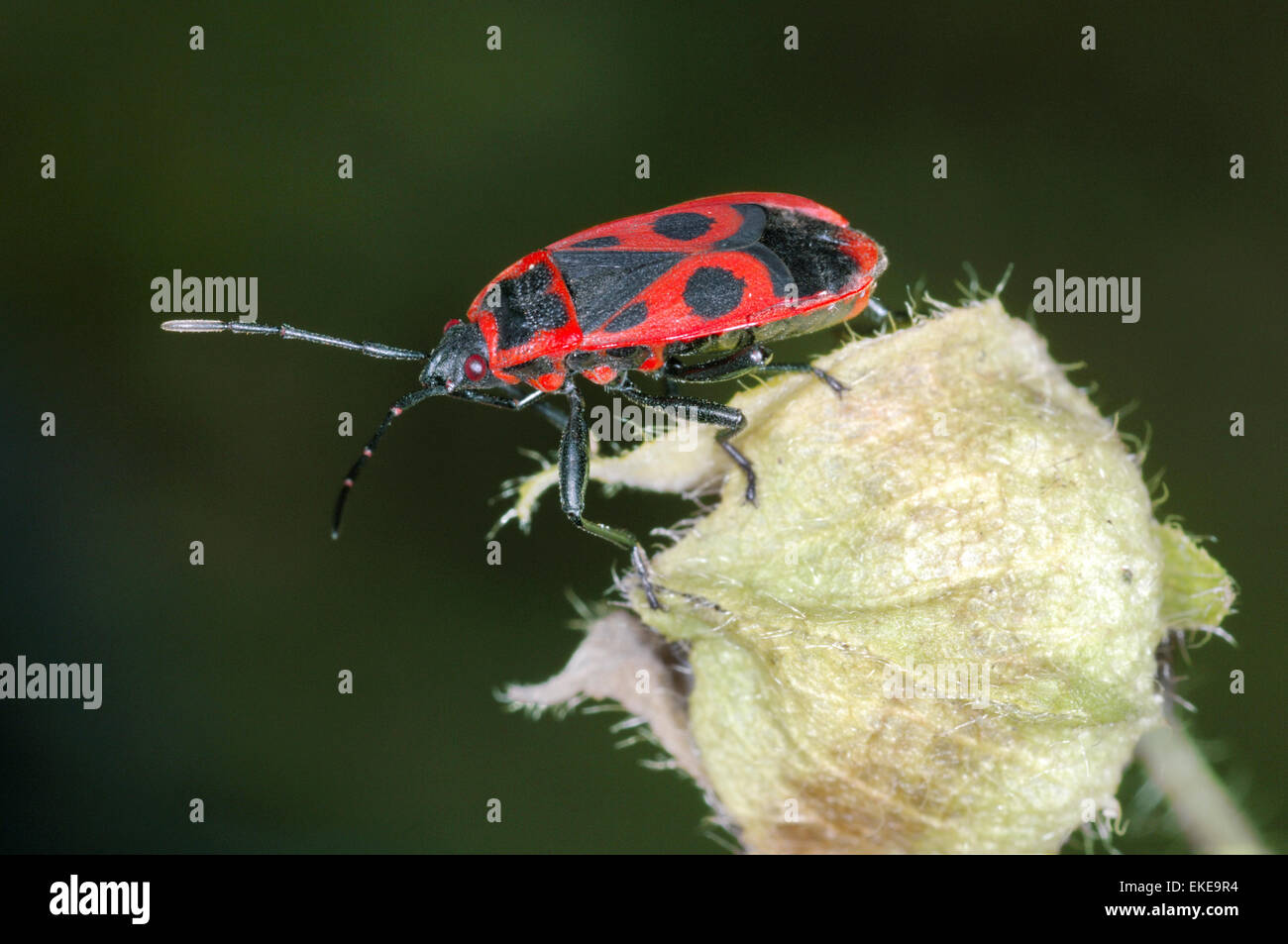 Fire Bug - Pyrrhocoris apterus Stock Photo - Alamy
