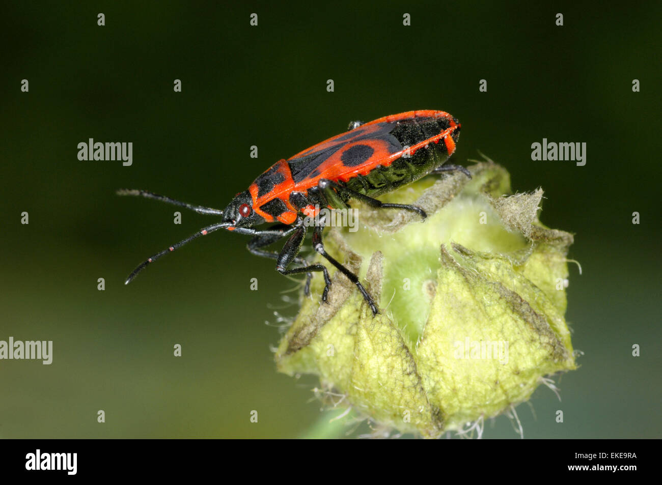 Fire Bug - Pyrrhocoris apterus Stock Photo - Alamy