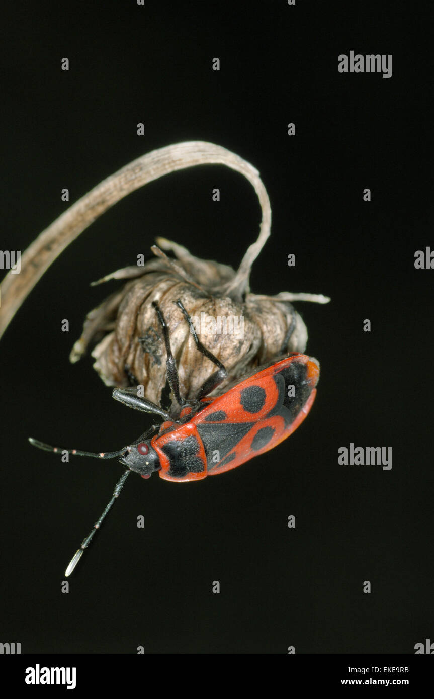 Fire bugs hi-res stock photography and images - Alamy