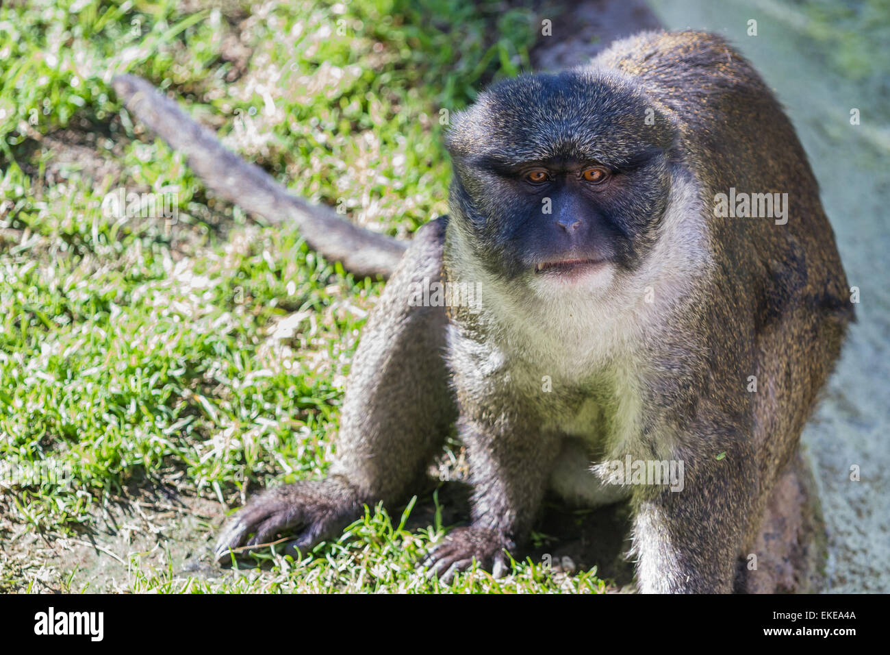 a swamp monkey (allenopithecus nigroviridis) sitting in a zoo posing ...