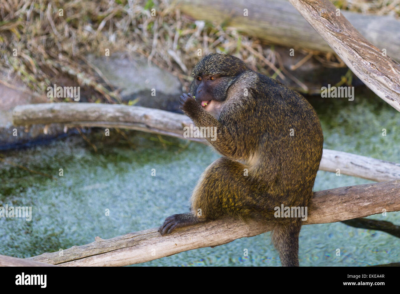 a swamp monkey (allenopithecus nigroviridis) sitting in a zoo posing ...