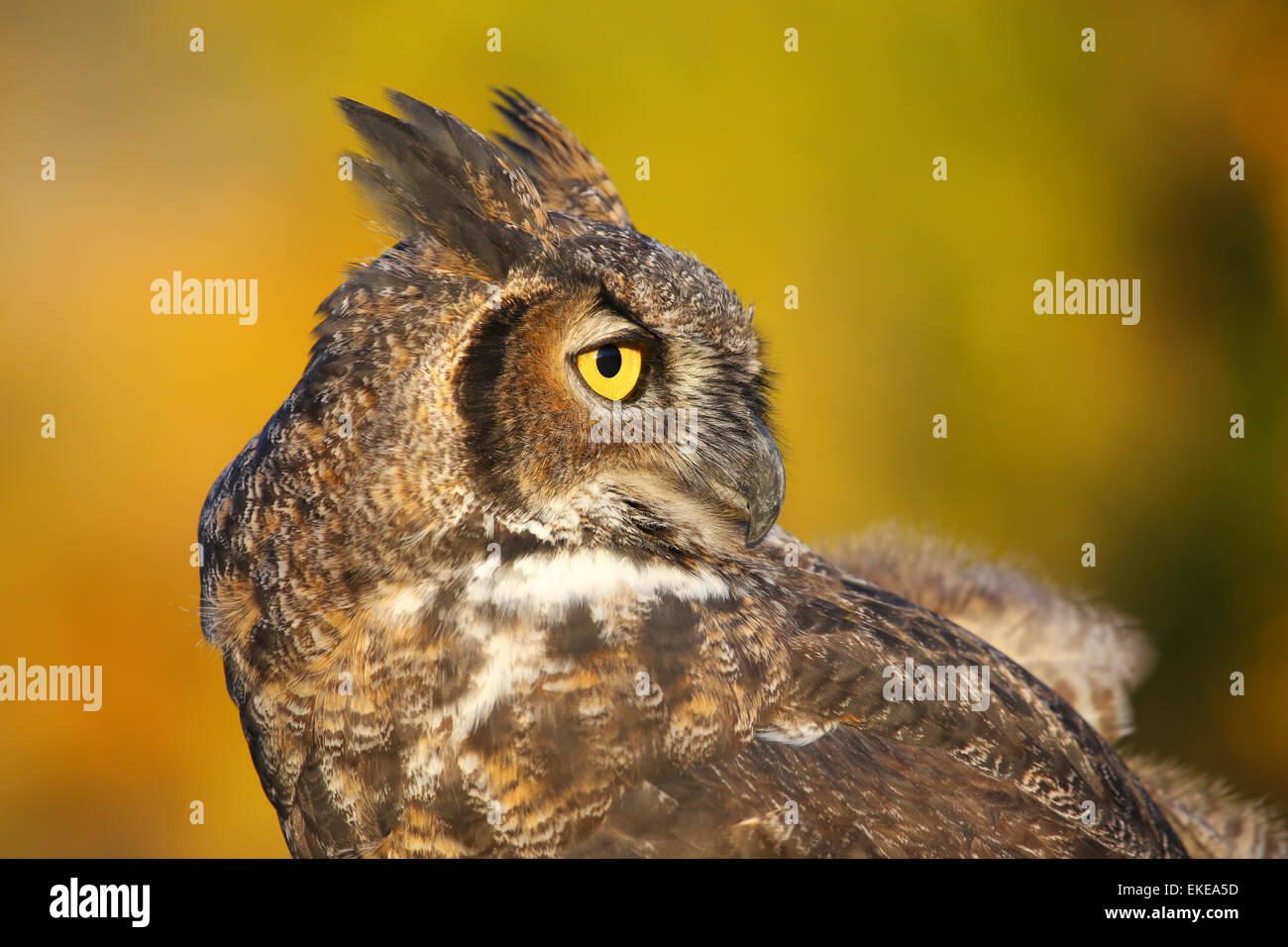 Portrait of Great horned owl (Bubo virginianus Stock Photo - Alamy