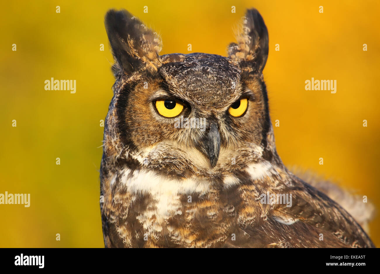 Portrait of Great horned owl (Bubo virginianus Stock Photo - Alamy