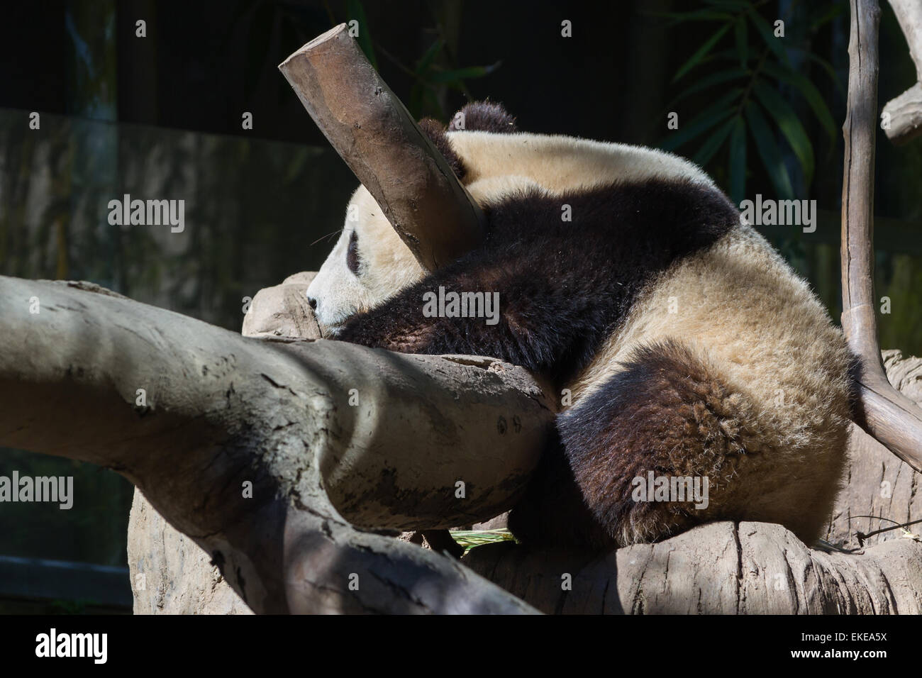 Giant Panda (Ailuropoda Melanoleuca) resting under the sun in a Zoo ...