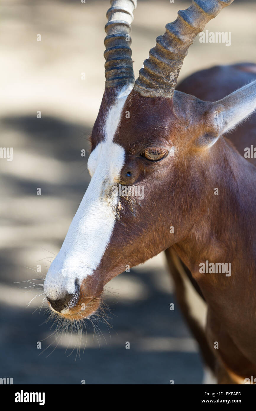 close up of a Blesbok or blesbuck taken at a zoo Stock Photo - Alamy