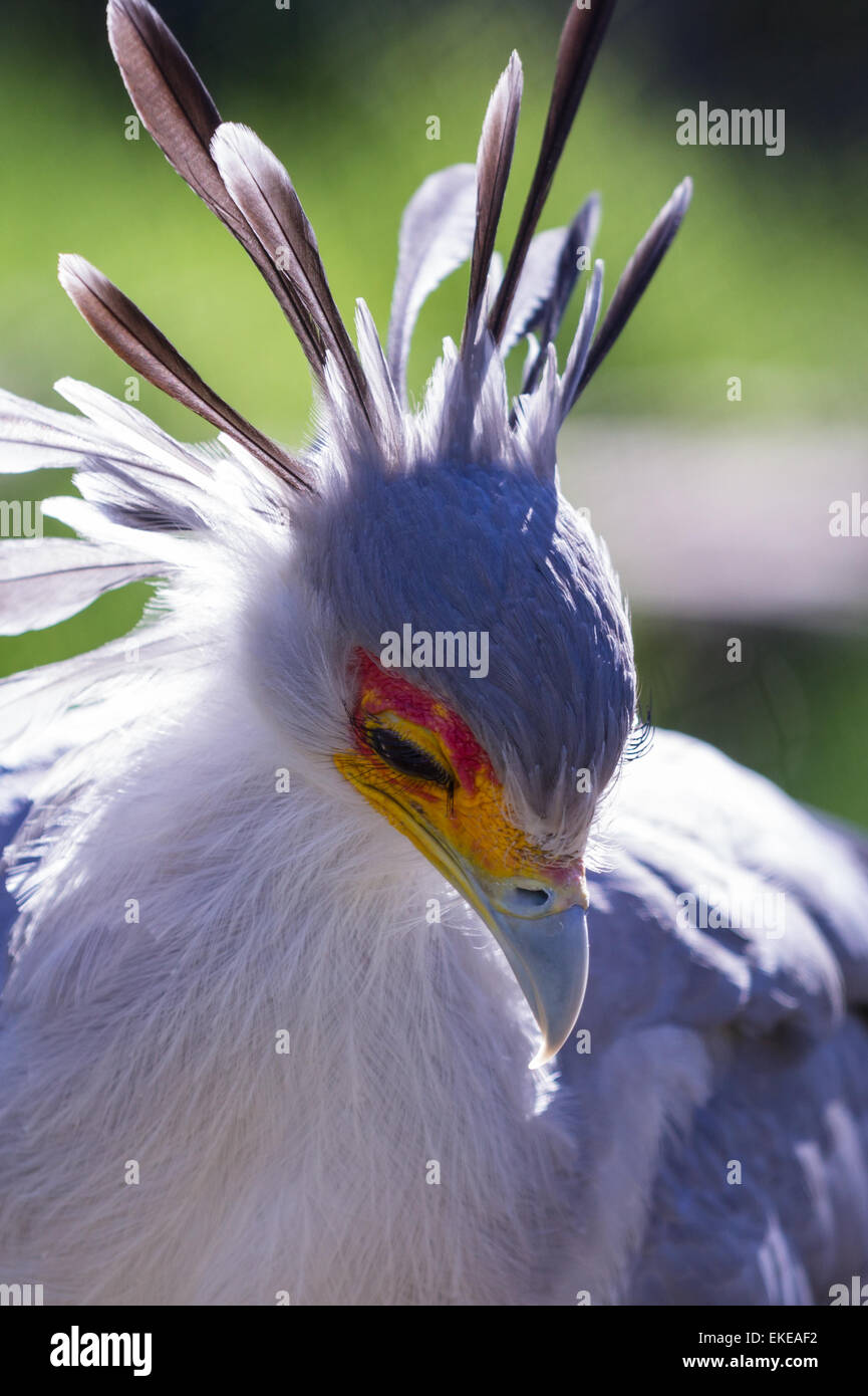 close up of a secretary bird with a yellow and orange face mask and a ...
