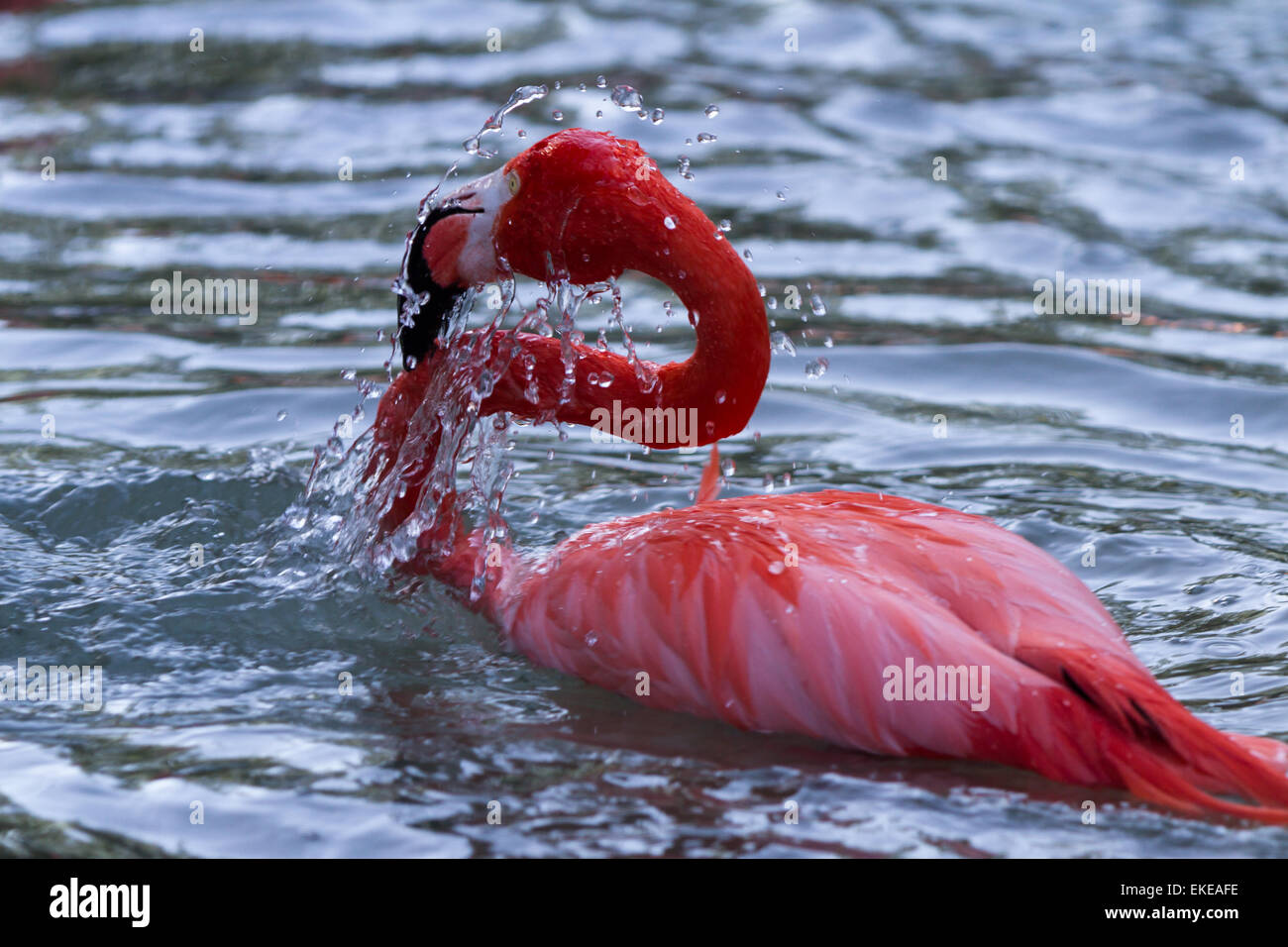 American Flamingo taking a bath in a shallow pond splashing water ...