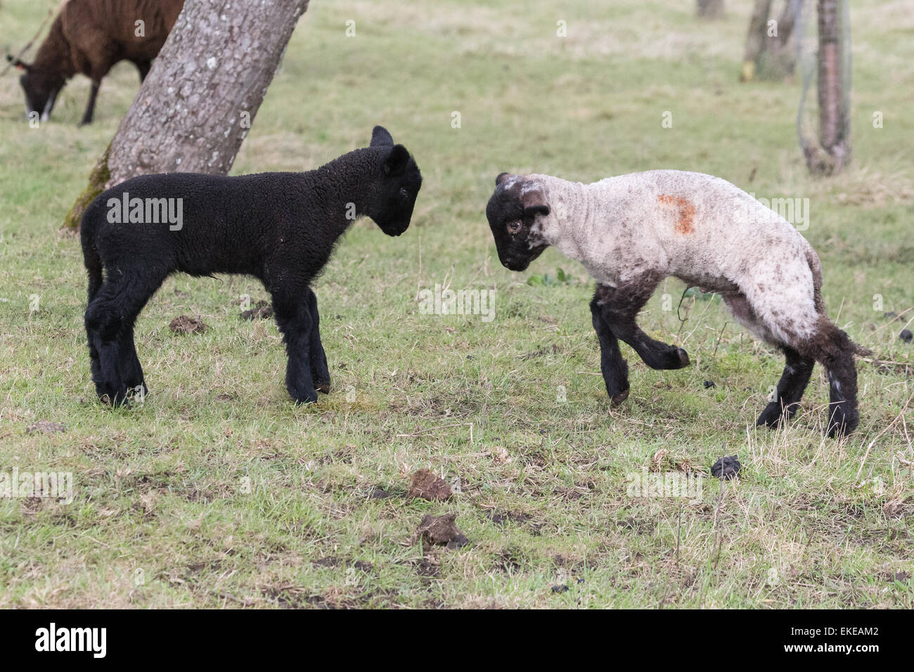 Black faced spring lambs at play hi-res stock photography and images ...