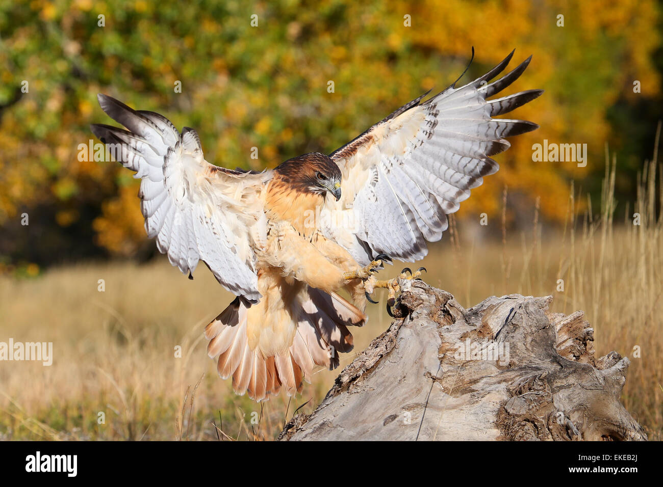 Red-tailed hawk (Buteo jamaicensis) in flight Stock Photo - Alamy